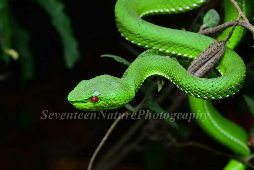 Pope’s Tree Viper from 中国云南省西双版纳傣族自治州景洪市 on April 28, 2024 at 09:27 PM ...