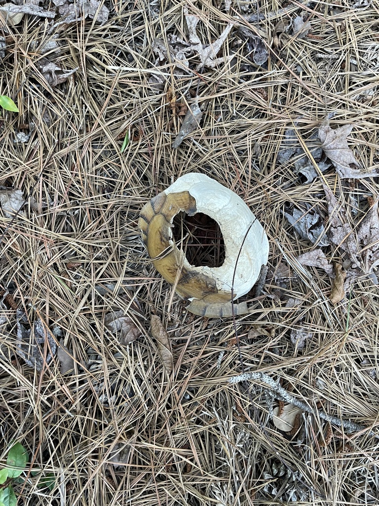 Three-toed Box Turtle in May 2024 by Cole Burrow. Cause of death ...