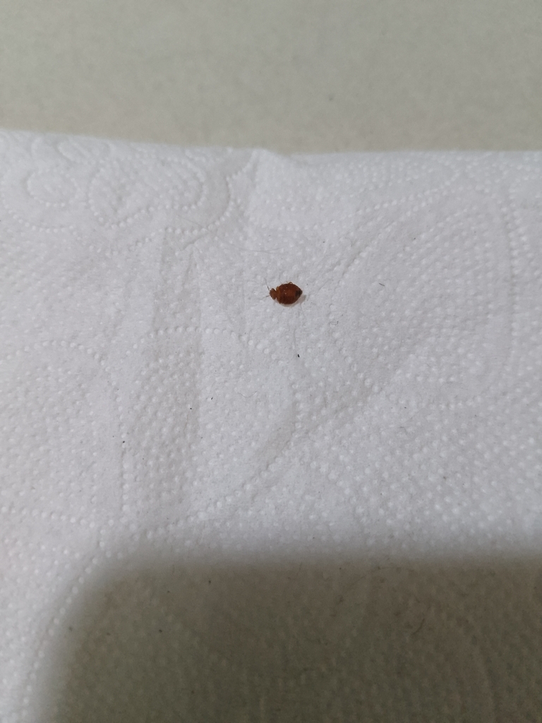 Common Bed Bug from Buenavista, 06350 Ciudad de México, CDMX, México on ...