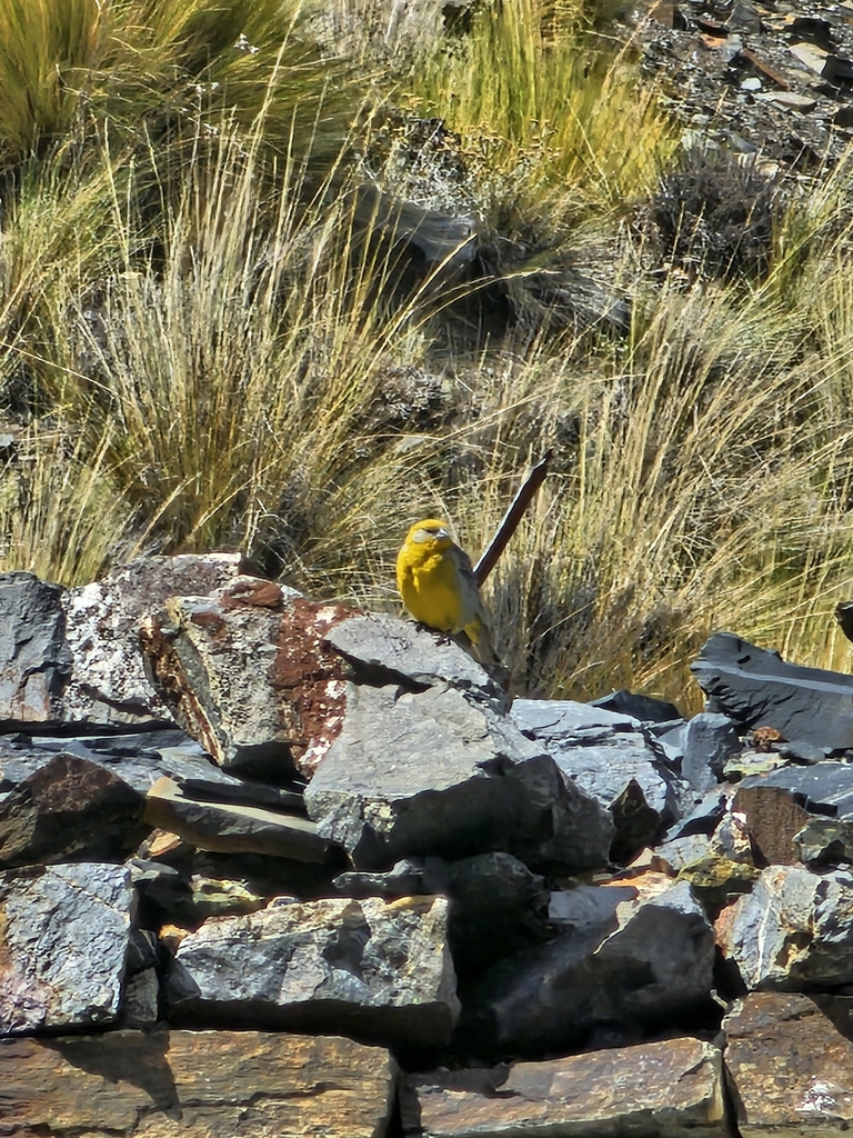 Bright-rumped Yellow-Finch from Ntra. Sra. de la Paz, Bolivia on April ...