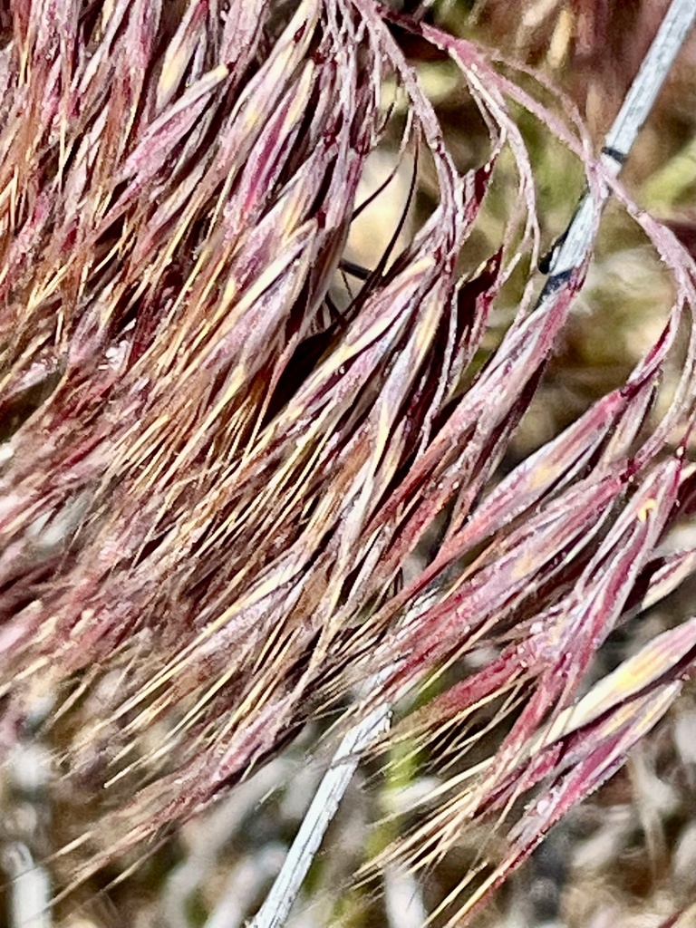 Red Brome From Joshua Tree National Park Desert Hot Springs Ca Us On May 6 2024 At 1104 Am