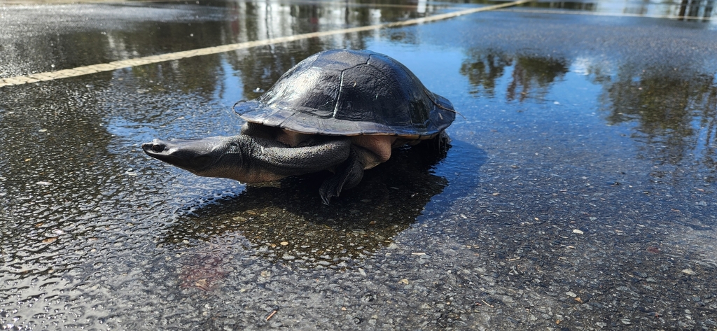 Broad-shelled Turtle from Beenleigh, AU-QL, AU on May 07, 2024 at 12:46 ...