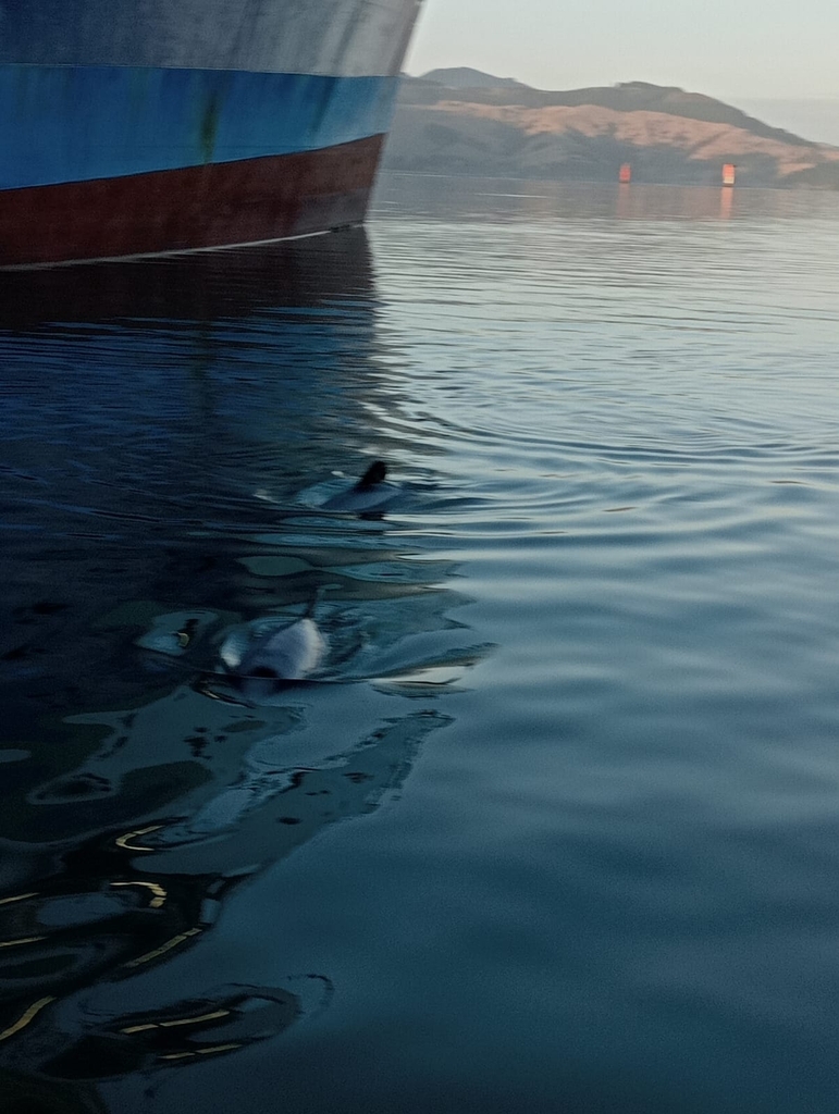 Hector's Dolphin from Norwich Qy near Dublin St, Lyttelton 8082, New ...