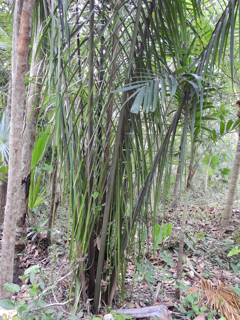Cohune Palm in April 2019 by claudia_salazar · iNaturalist
