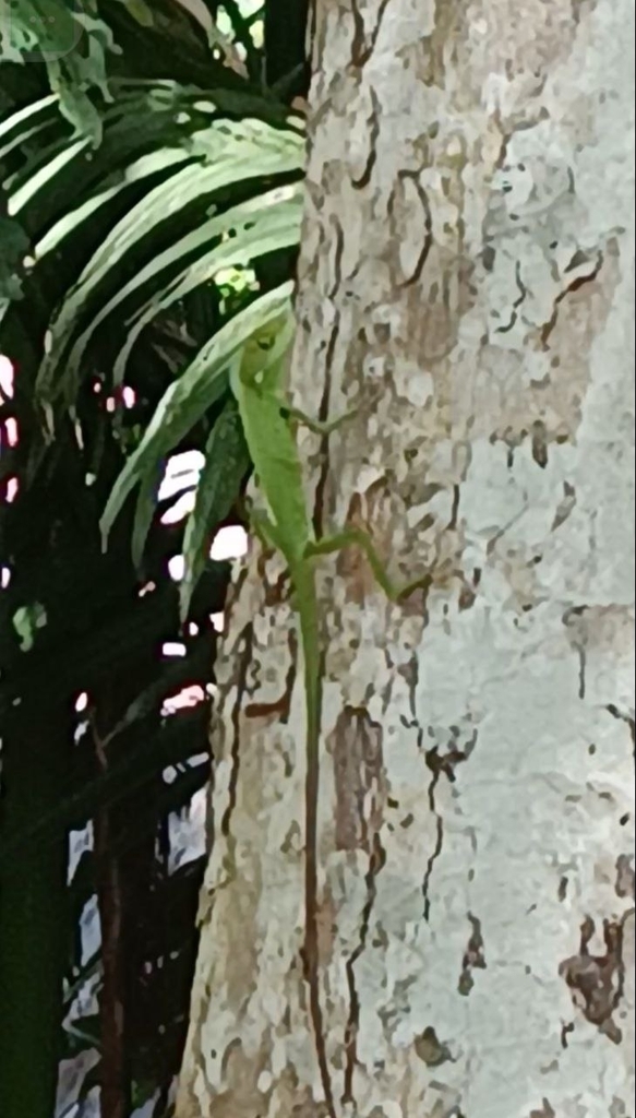 Marbled Crested Lizard from C96V+MQ8, Camarines Sur, Philippines on May ...