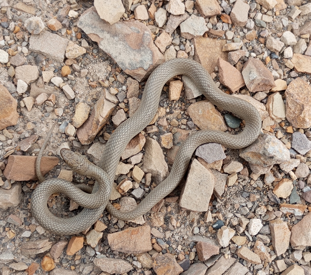 Ring-Headed Dwarf Snake from Респ. Дагестан, Россия, 368435 on May 6 ...