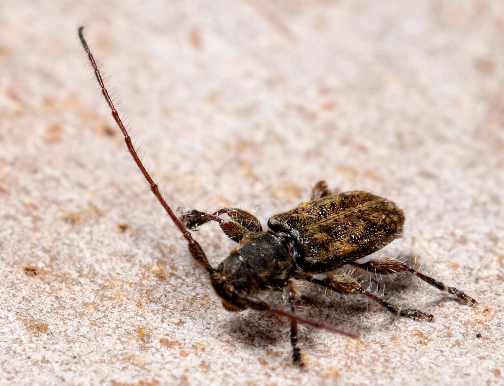 Flat-faced Longhorn Beetles from Durie Hill, Whanganui, New Zealand on ...
