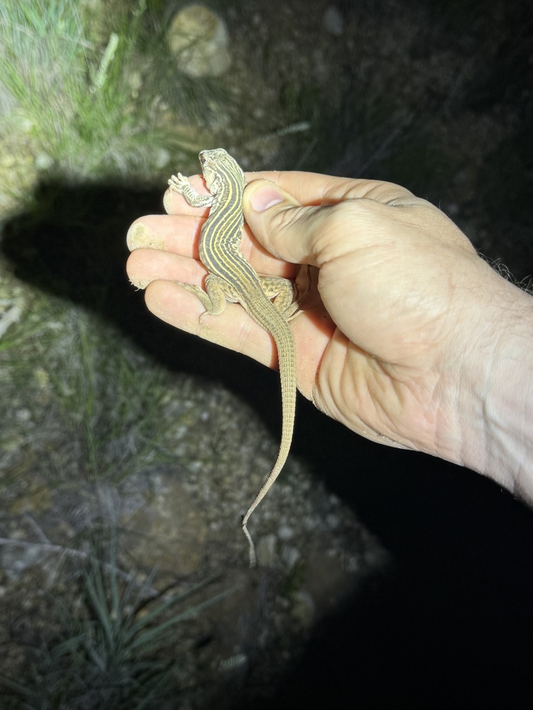 Common Spotted Whiptail in May 2024 by Justin Pittman · iNaturalist