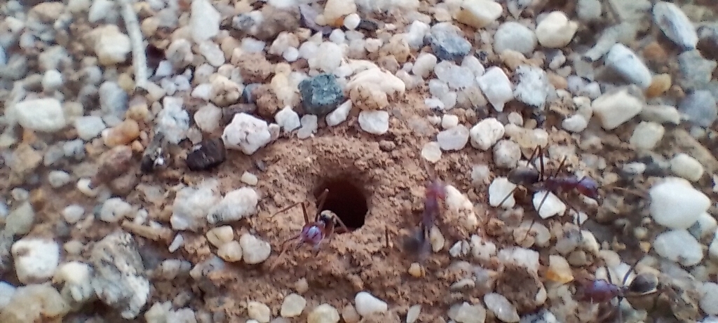 Southern Meat Ant from Moama NSW 2731, Australia on May 7, 2024 at 04: ...