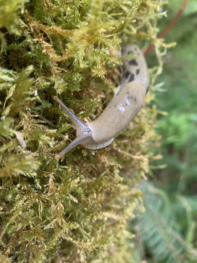 Pacific Banana Slug from Elk Falls Provincial Park, Campbell River, BC ...
