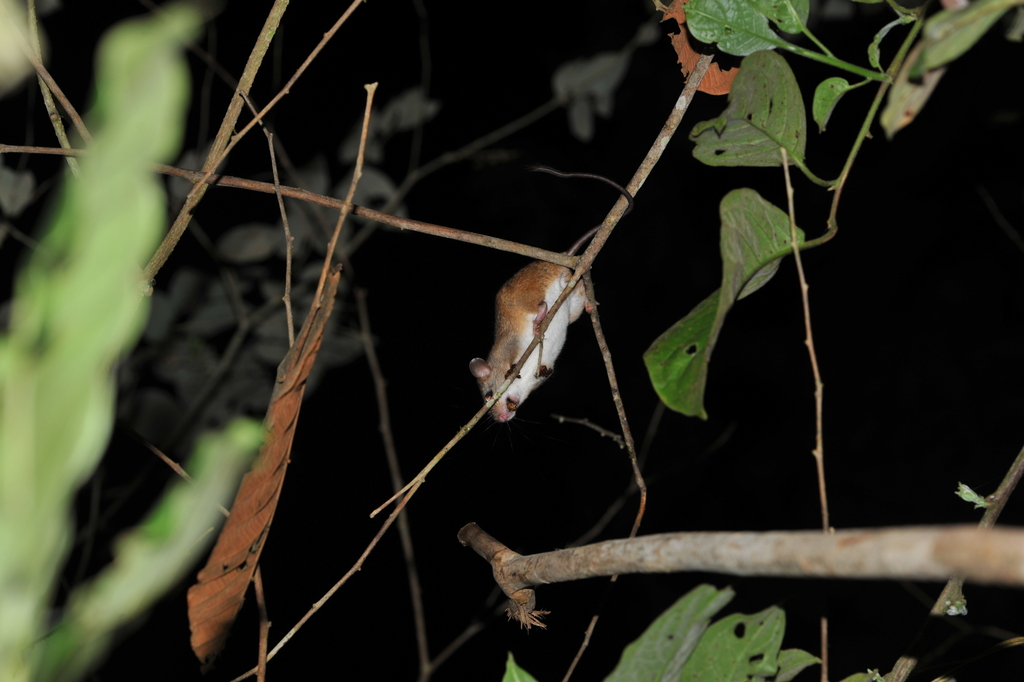 Arboreal Rice Rats in December 2020 by pablo_the_penguin · iNaturalist