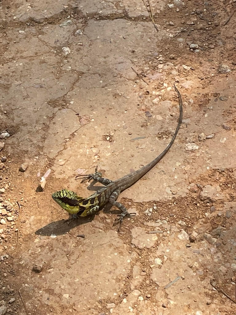 Chin Hills Garden Lizard from Chin, MM on May 07, 2024 at 10:53 AM by ...