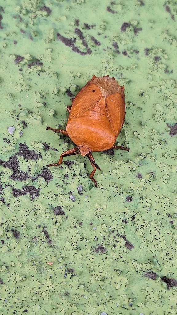 Lychee Stink Bug from 515台灣彰化縣大村鄉福興村 on May 7, 2024 at 01:21 PM by Ring ...