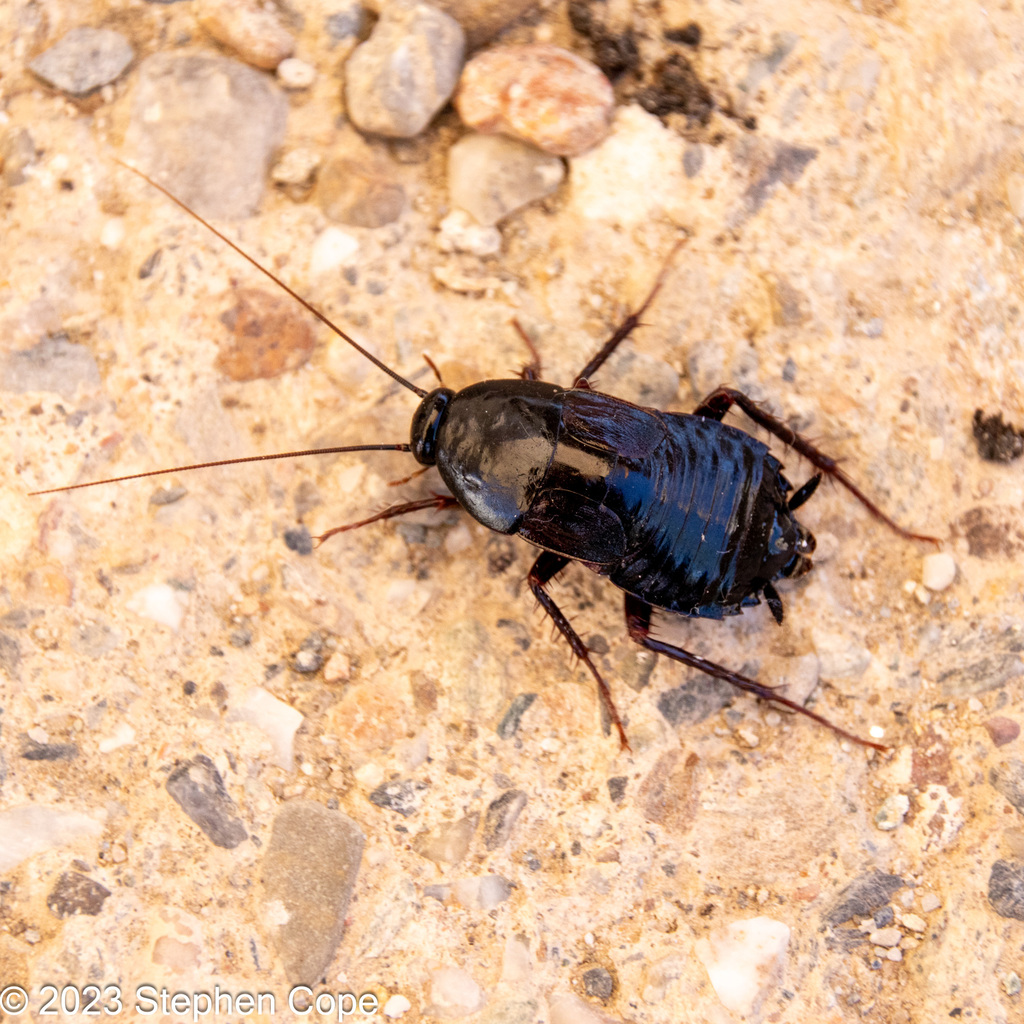 Oriental Cockroach from Almanzora, Almería, Spain on May 5, 2024 at 09: ...
