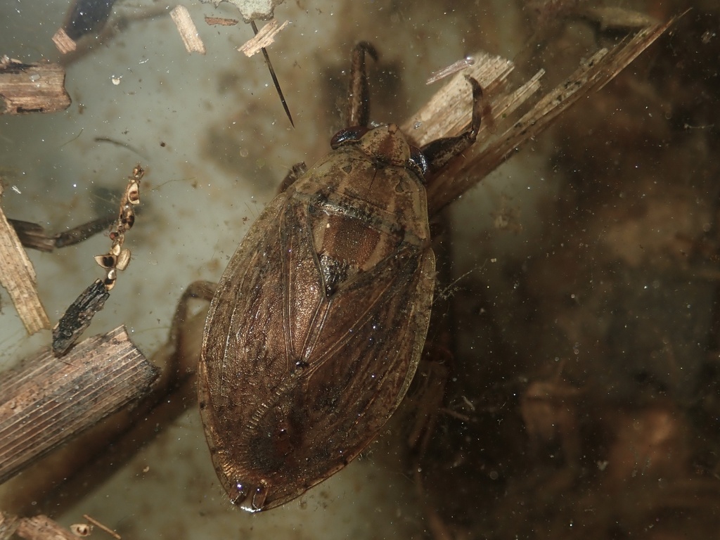 Elliptical Waterbugs in May 2024 by 栗鼠 · iNaturalist