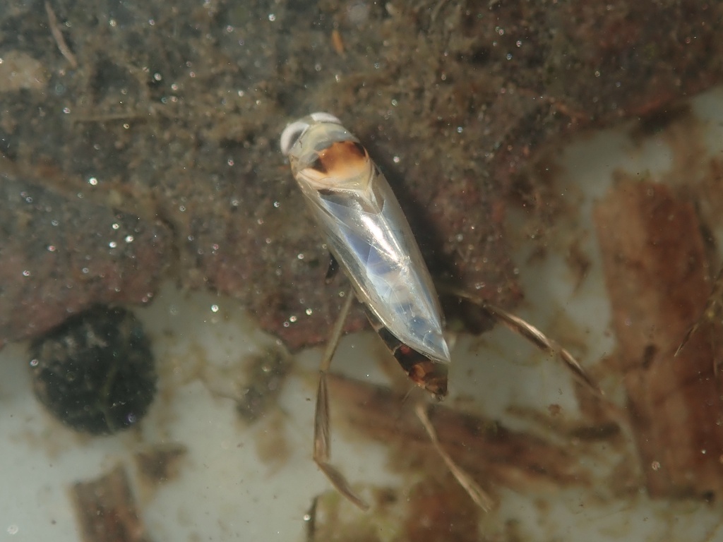 Anisops ogasawarensis in May 2024 by 栗鼠 · iNaturalist