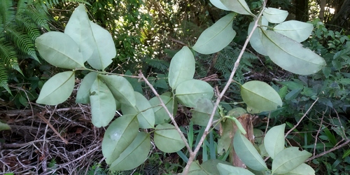 Aspidosperma rigidum · iNaturalist