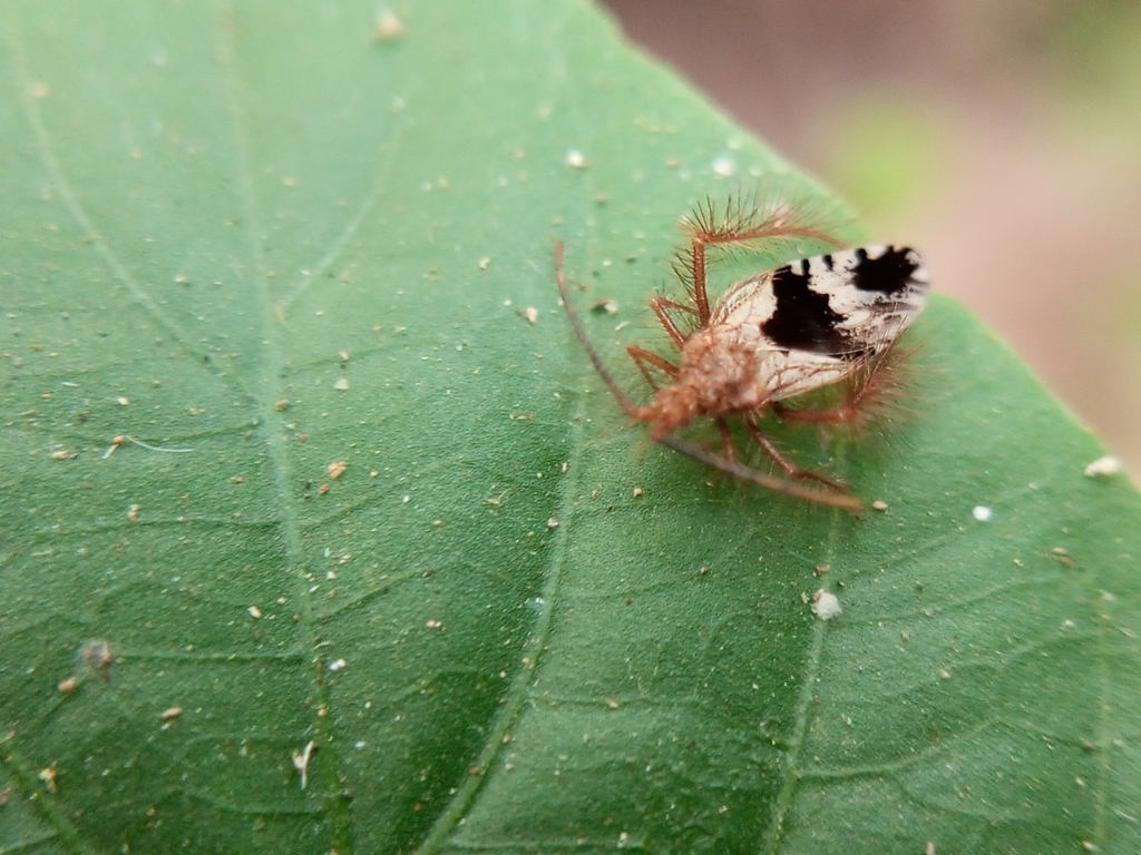 Holoptilus silvanus from Nellikutty, Kerala 670632, India on March 03 ...