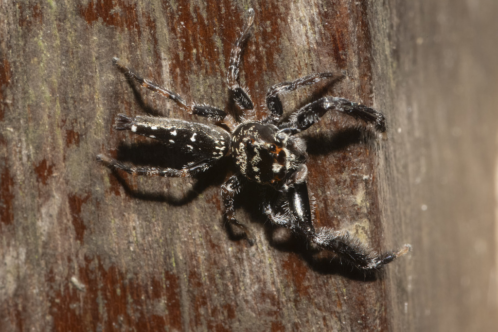 Six-spotted Jumping Spider from Bukit Panjang, Singapore on May 5, 2024 ...