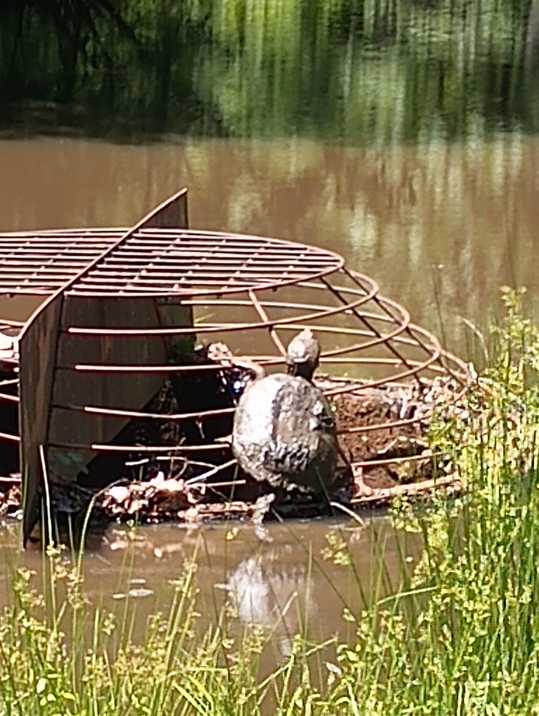 Common Snapping Turtle from Charlotte, NC 28215, USA on May 1, 2024 at ...