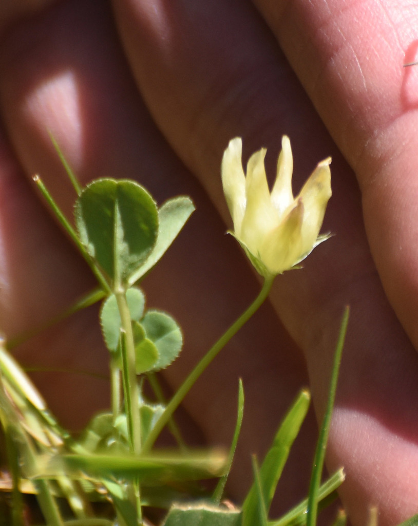 bull clover from Contra Costa County, CA, USA on May 02, 2019 at 03:29 ...