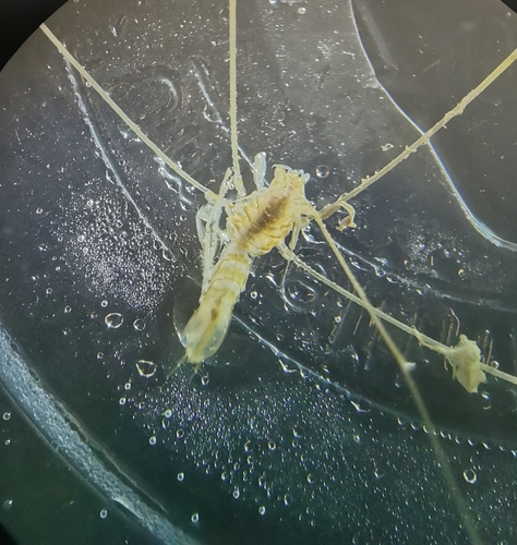 Great Northern Waterwalker (Munnopsis typica) · iNaturalist