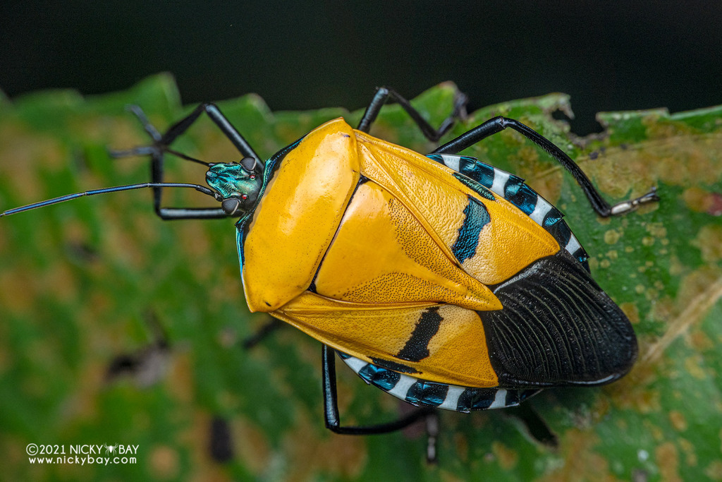 Man-faced Stink Bug from Rifle Range Rd, Singapore on November 27, 2021 ...