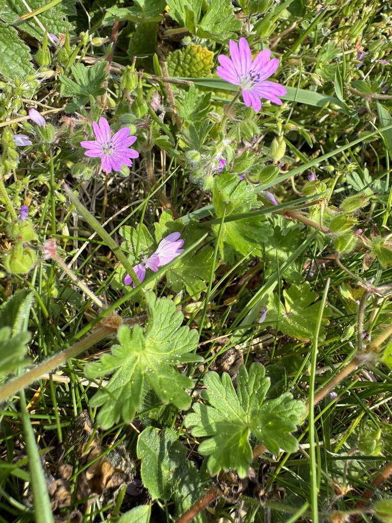 Dove's-foot crane's-bill from Inner Promenade, Lytham St Annes, England ...