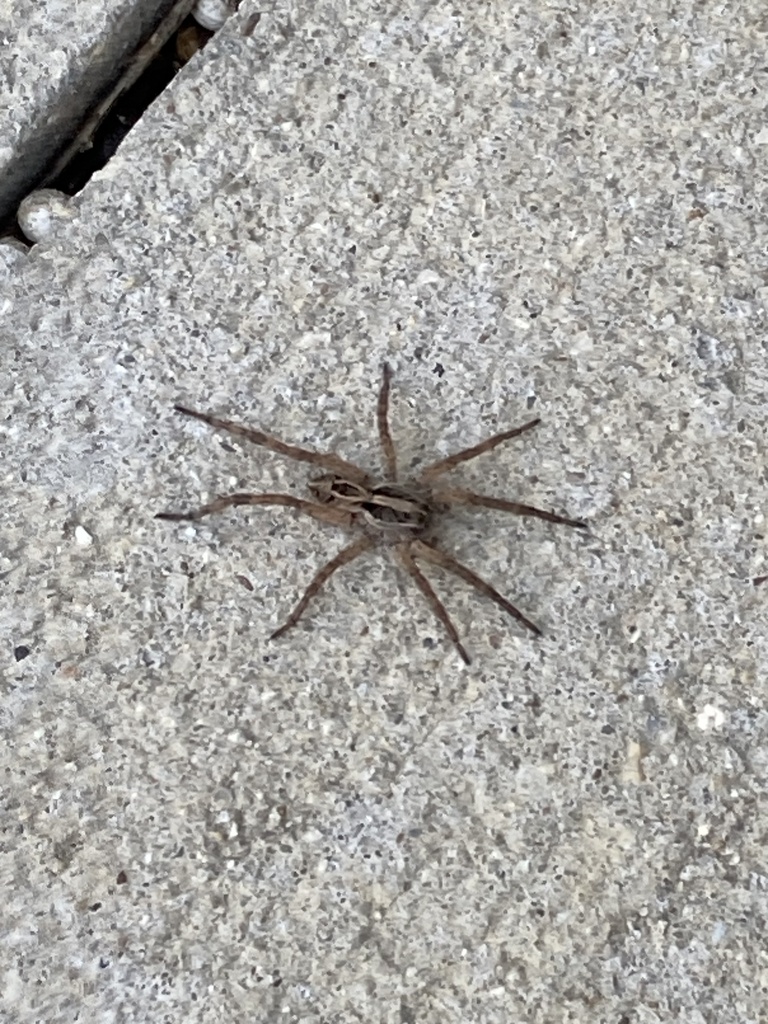 lance wolf spider from Moss Haven Ln, Frisco, TX, US on April 27, 2024 ...