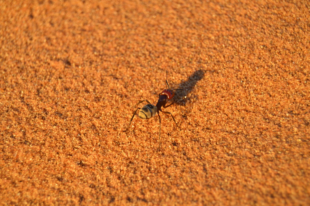 Namib Desert Dune Ant from Gobabeb, Namibia on April 20, 2024 at 07:50 ...