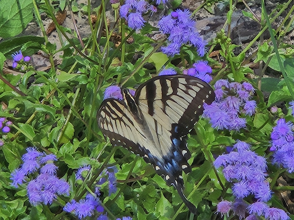 Eastern Tiger Swallowtail from Brooksville, FL 34614, USA on May 7 ...
