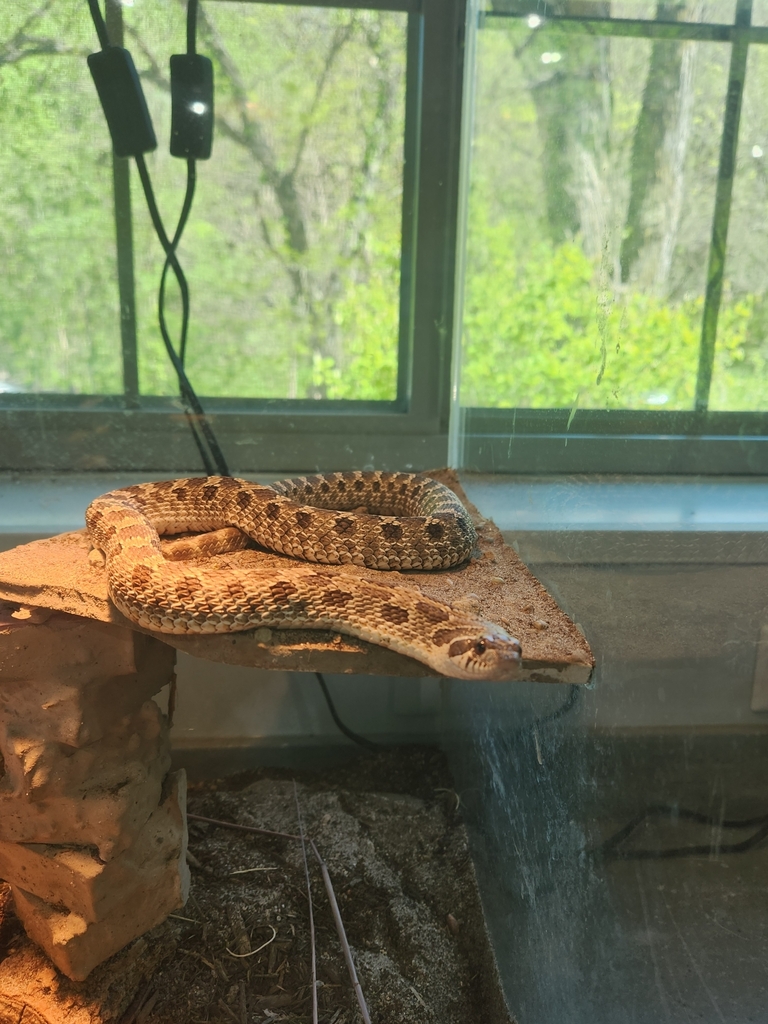 Snakes from South Bend, NE, USA on May 7, 2024 at 12:03 PM by Leslie ...