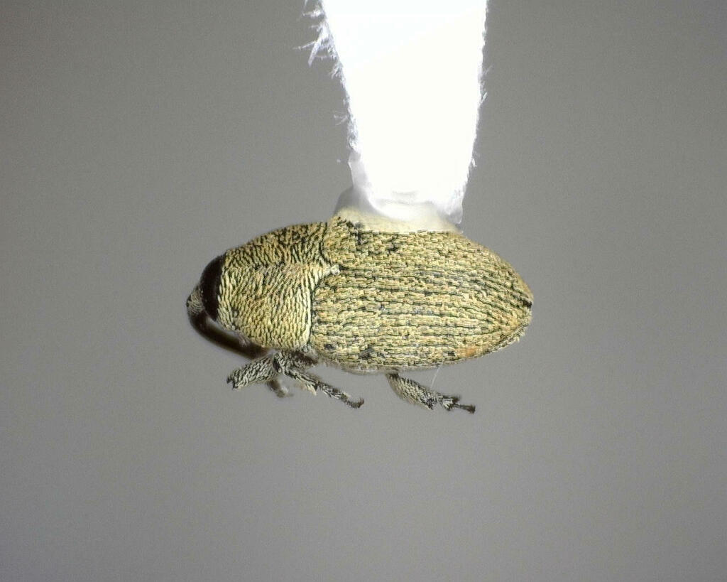 Flower Weevils from Kimble County, TX, USA on July 27, 2023 at 12:01 PM ...