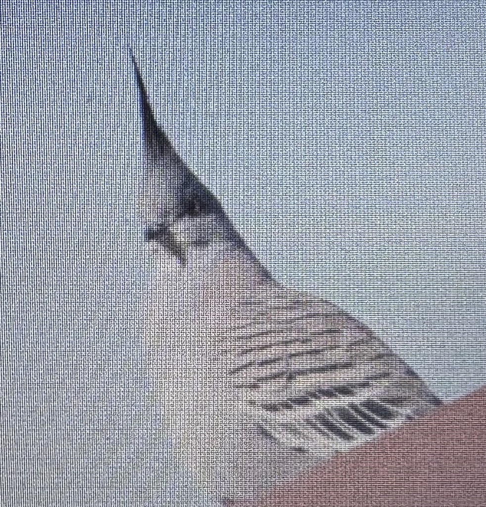 Crested Pigeon from Kooroorinya Kentle Rd, Prairie, QLD, AU on May 8 ...