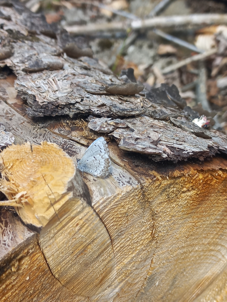 Holarctic Azures from Sherbrooke, QC J1H 6L5, Canada on May 7, 2024 at ...