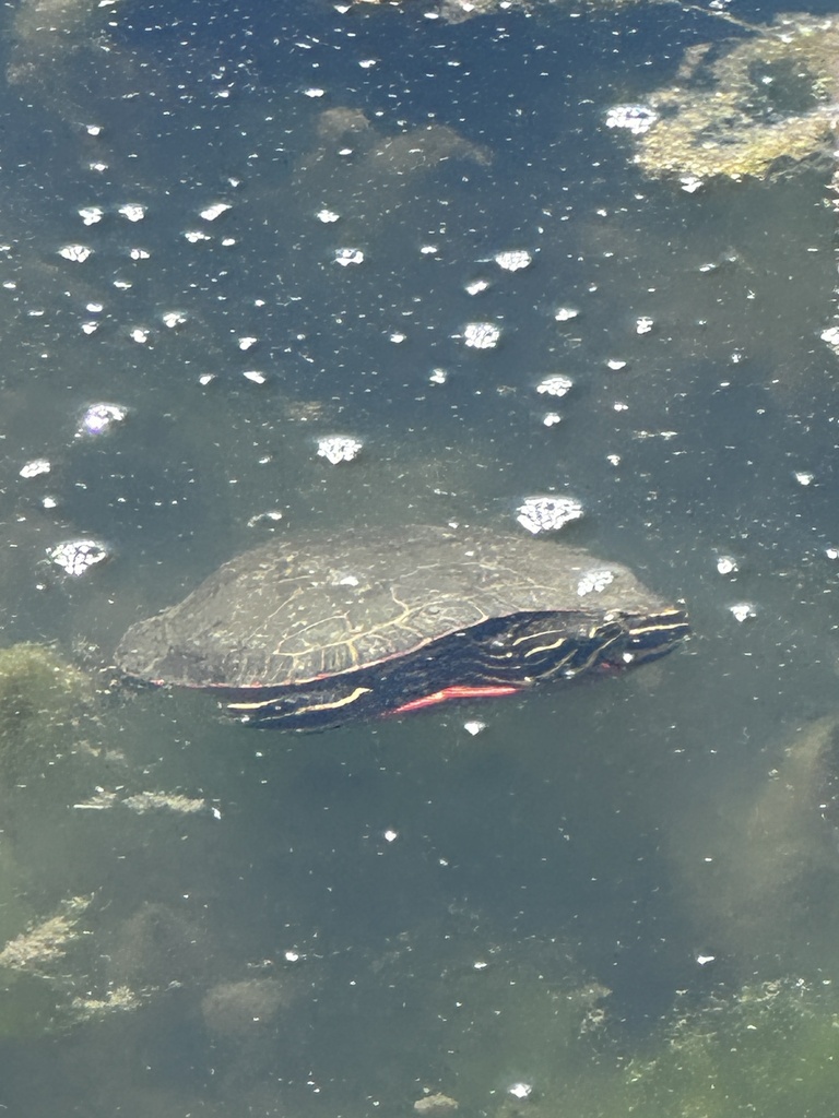 Painted Turtle from Ellsworth Air Force Base, Ellsworth AFB, SD, US on ...