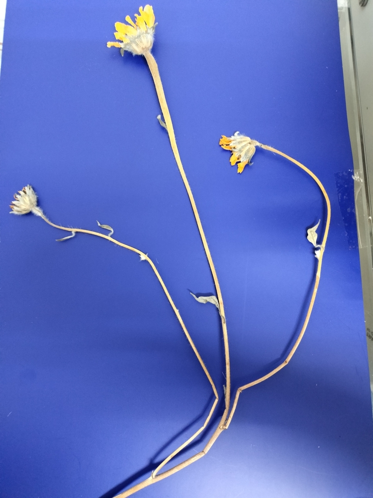 Gigantón desde 62735 Mor., México el15 de enero de 2020 de Lilia ...