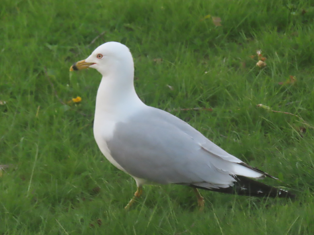 Ring-billed Gull from Port Elgin, ON, Canada on May 5, 2024 at 07:36 PM ...