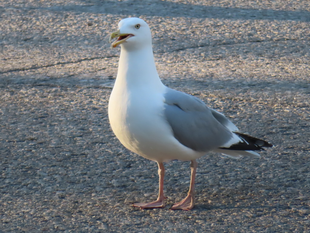 Herring Gull from Port Elgin, ON, Canada on May 5, 2024 at 07:42 PM by ...