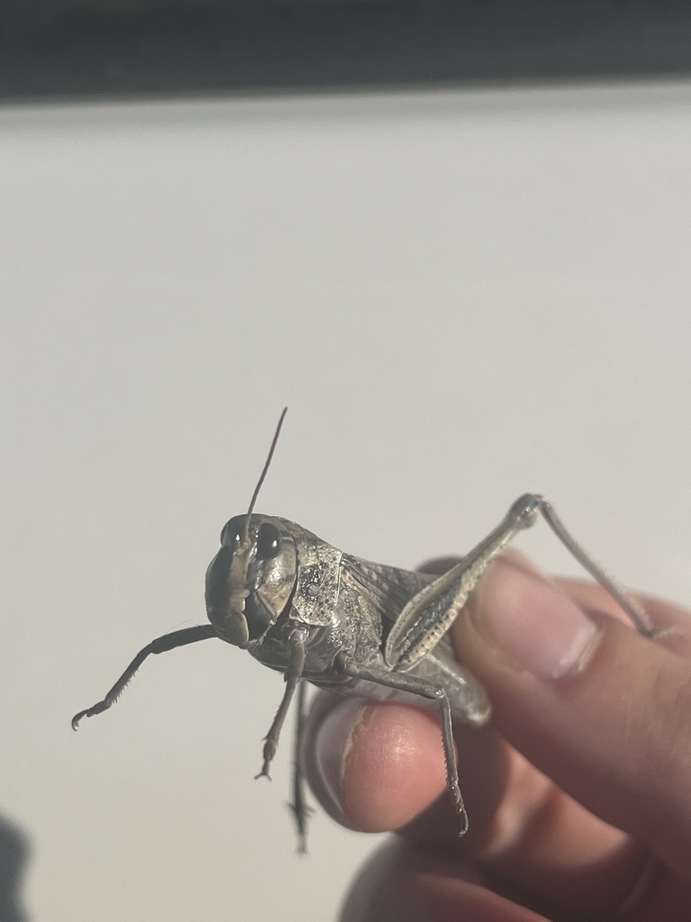 Migratory Locust from South Island / Te Waipounamu, Hira, Nelson, NZ on ...