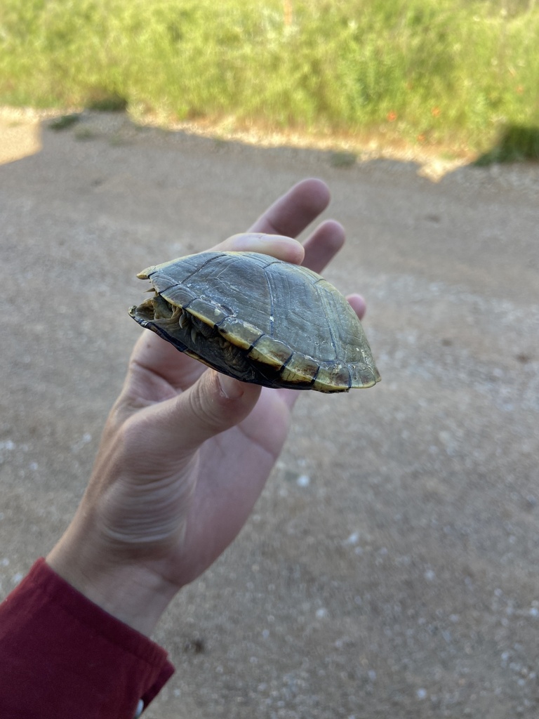 Yellow Mud Turtle from Loop Rd, Haskell, TX, US on May 7, 2024 at 08:32 ...