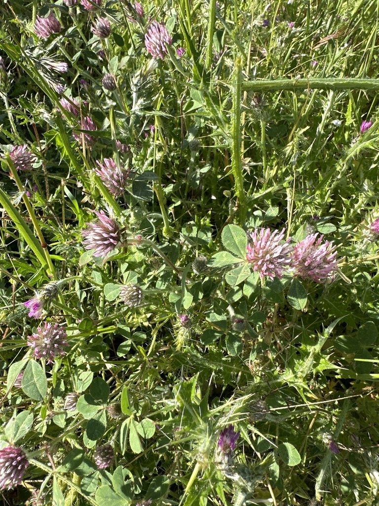 Rose Clover from Orinda, CA, US on May 3, 2024 at 09:29 AM by Deseree ...
