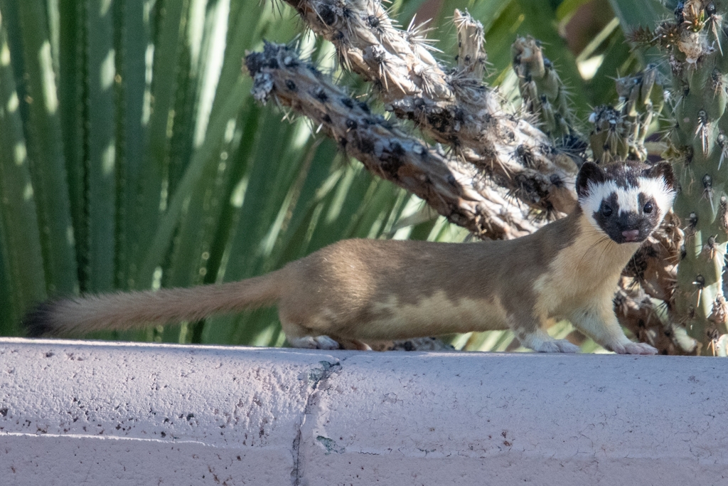 New Mexican Long-tailed Weasel from Bingham, NM 87832, USA on April 28 ...