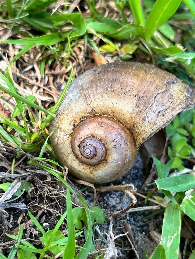 Island Apple Snail from Davie, FL 33314, USA on May 7, 2024 at 04:35 PM ...