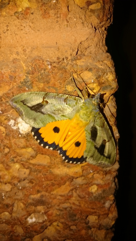 Dot-underwing Moth from Chapora River, North Goa, GA, IN on July 13 ...
