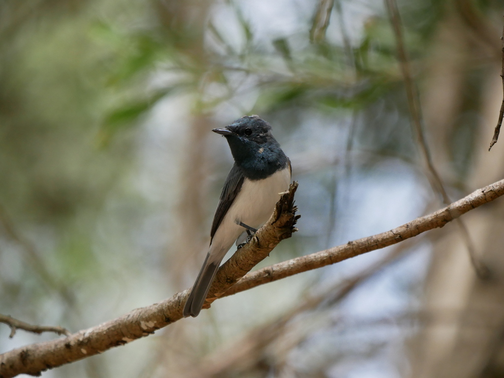 Leaden Flycatcher from Keperra QLD 4054, Australia on March 12, 2024 at ...