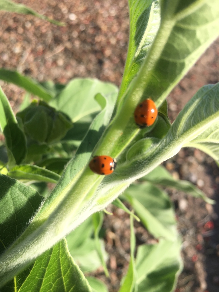 Seven-spotted Lady Beetle from Jalapa Corte, Rio Rico, AZ, US on May 7 ...