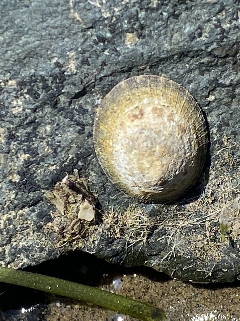 File Limpet from San Diego Bay, Chula Vista, CA, US on May 7, 2024 at ...