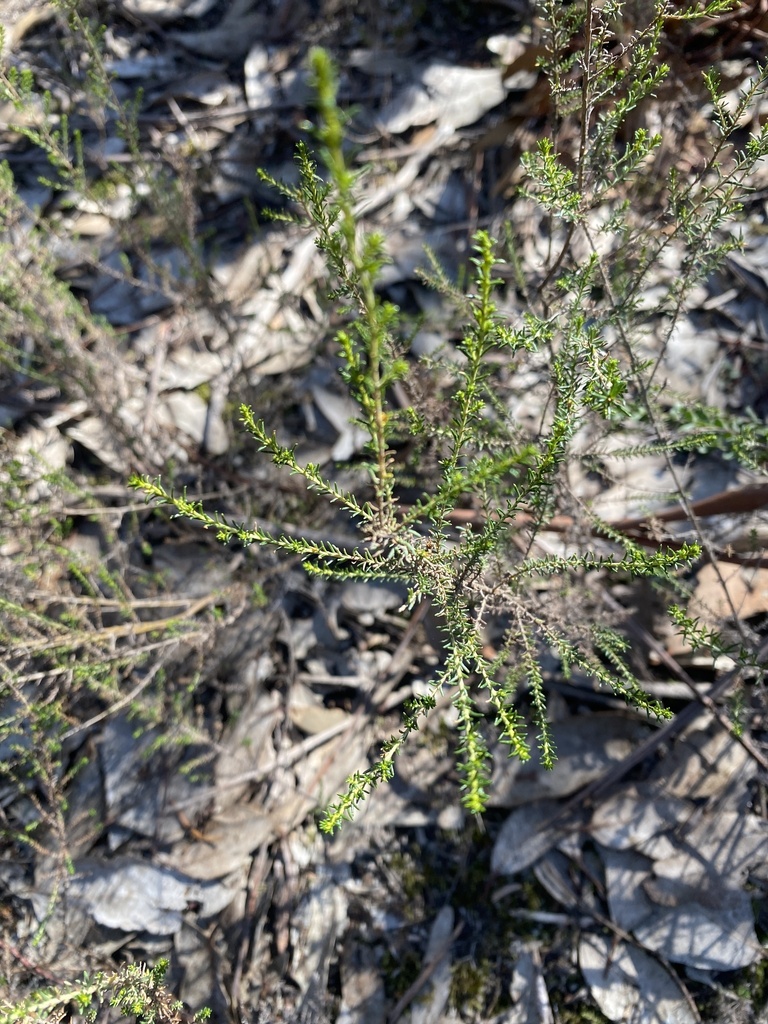 Sifton Bush from Long Forest Flora and Fauna Reserve, Long Forest, VIC ...