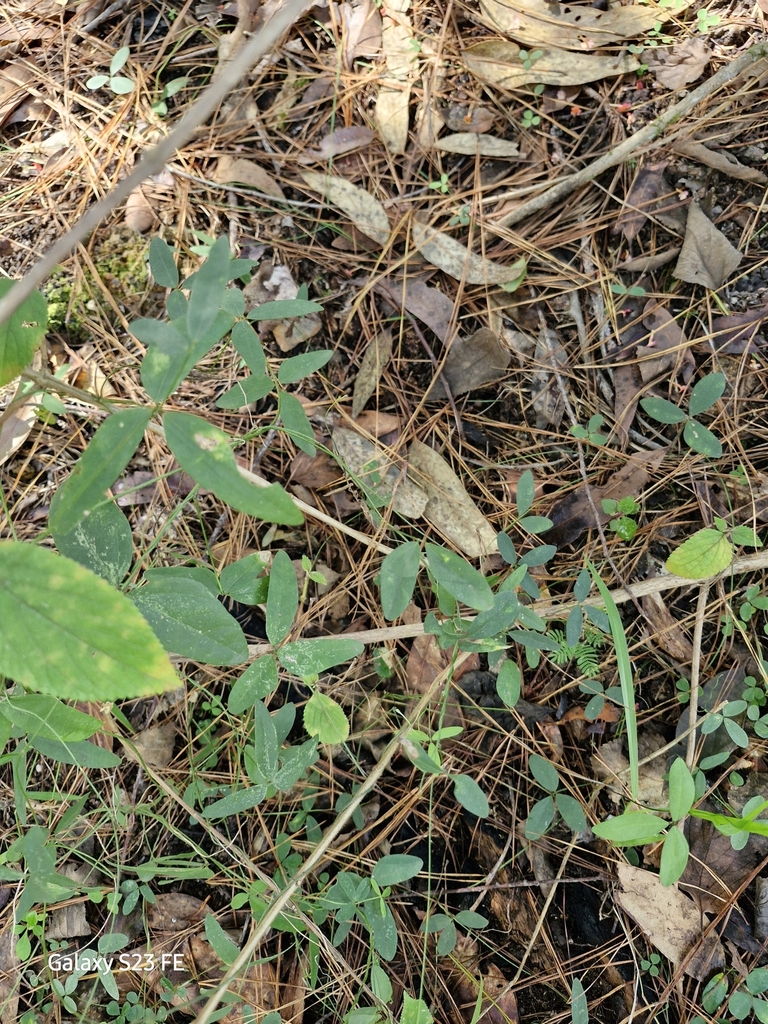 Soybeans from Glass House Mountains QLD 4518, Australia on April 24 ...